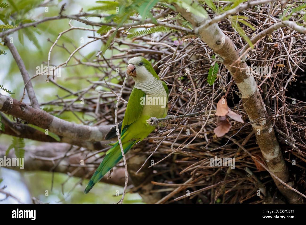 Monk Parakeet perched on a twig at its nest, Pantanal Wetlands, Mato ...