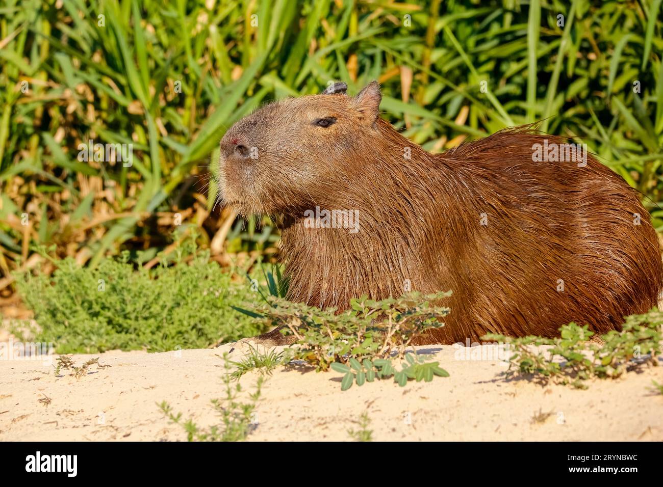 Close-up of a cute Capybara lying on the ground in sunshine with green ...