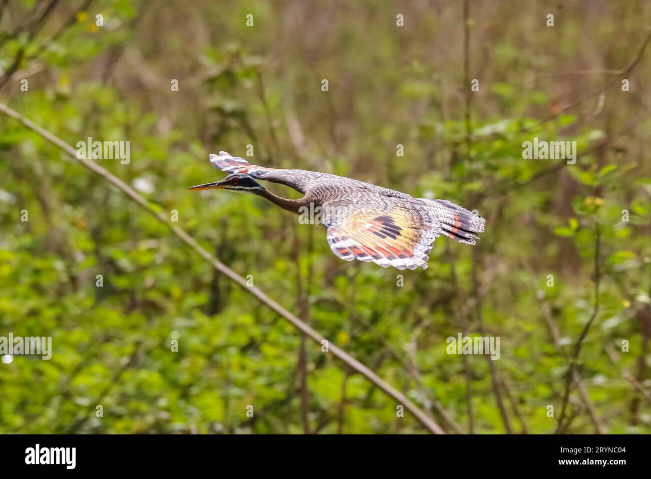 Wonderful patterned Sunbittern in flight, side view, against green ...