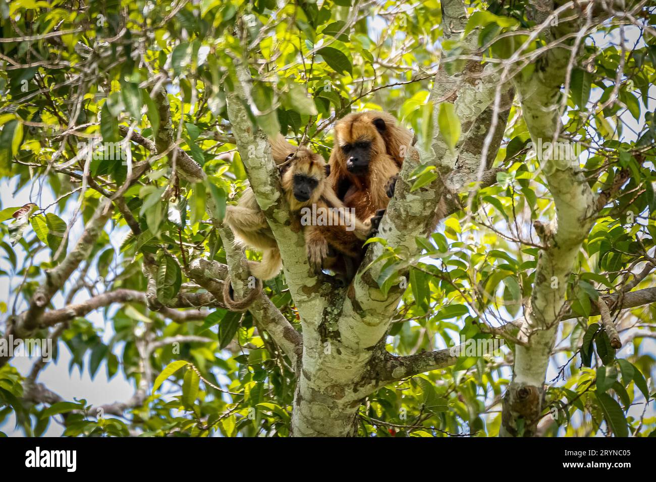 Female Howler Monkey with baby sitting in a foliage tree ...