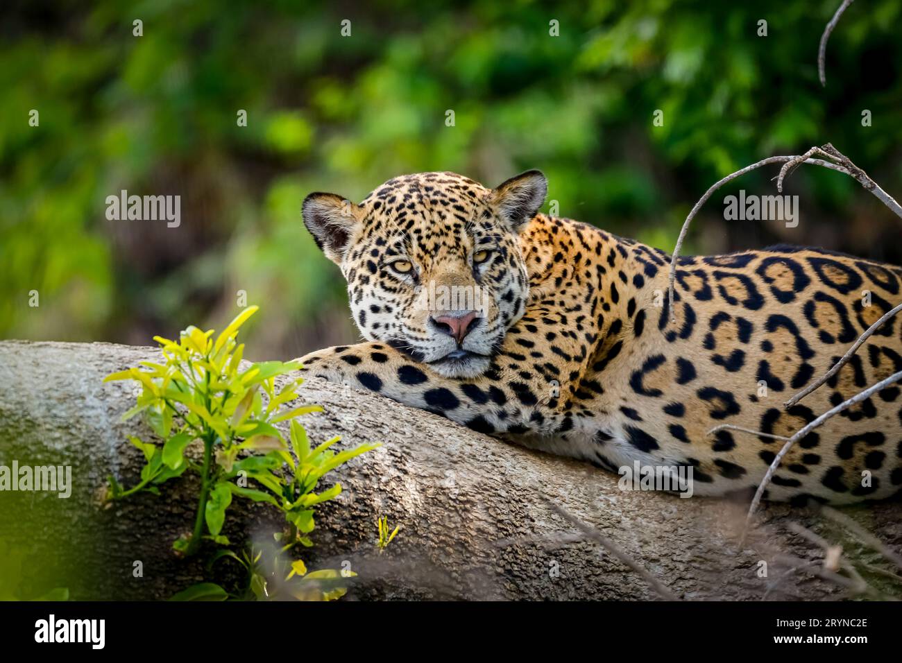 Close-up of a Jaguar resting on a tree trunk at the river edge, facing ...