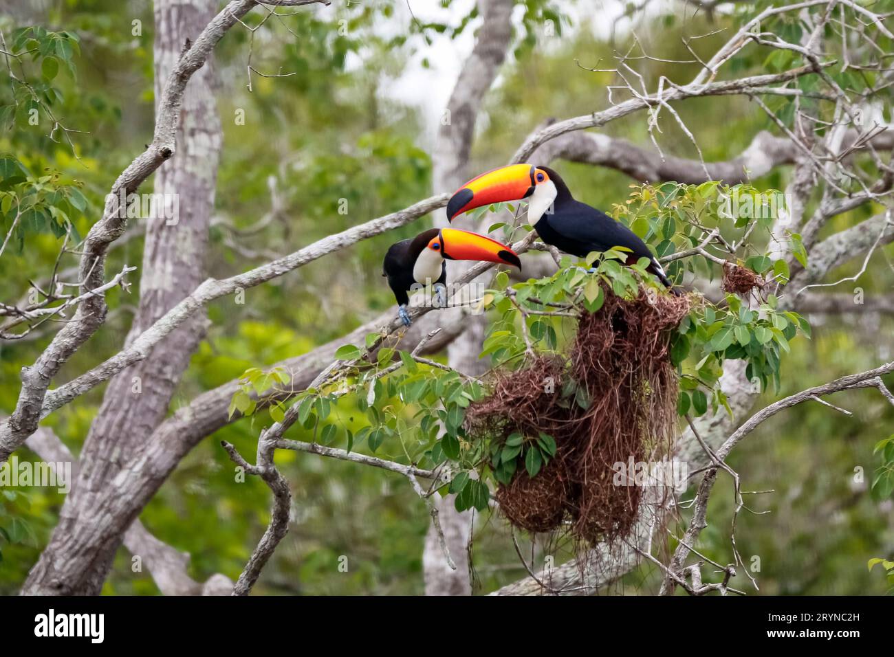 Two Toco Toucans sitting over brown birds nests in a tree, facing each ...
