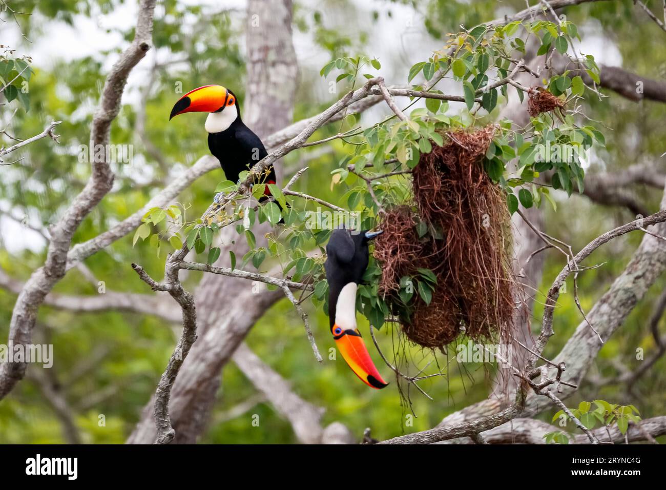Close-up of two Toco Toucans plundering birds nest in a tree, one ...
