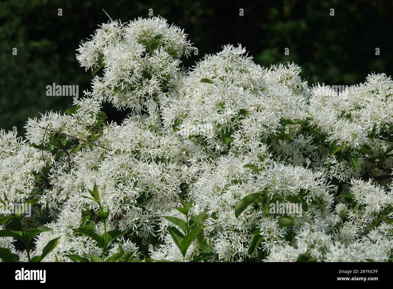 Chionanthus virginicus white fringetree hi-res stock photography and ...