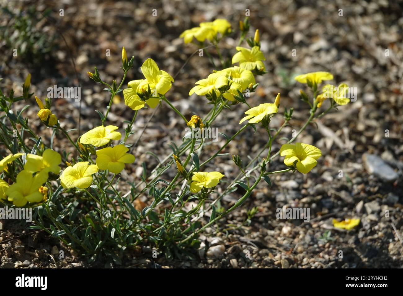 Tauricum hi-res stock photography and images - Alamy