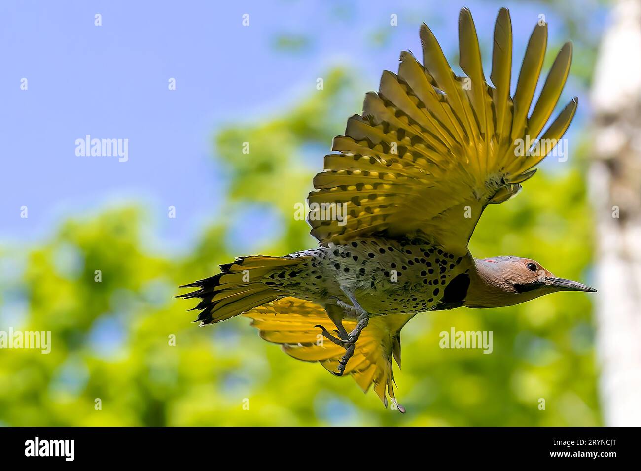 The Northern flicker (Colaptes auratus Stock Photo - Alamy