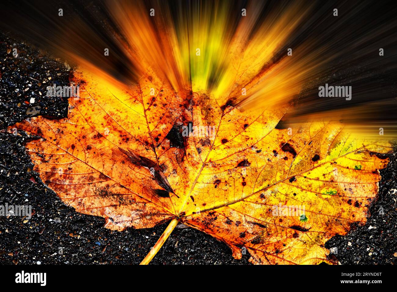 autumnal painted maple leaf on a steet floor with beams Stock Photo - Alamy