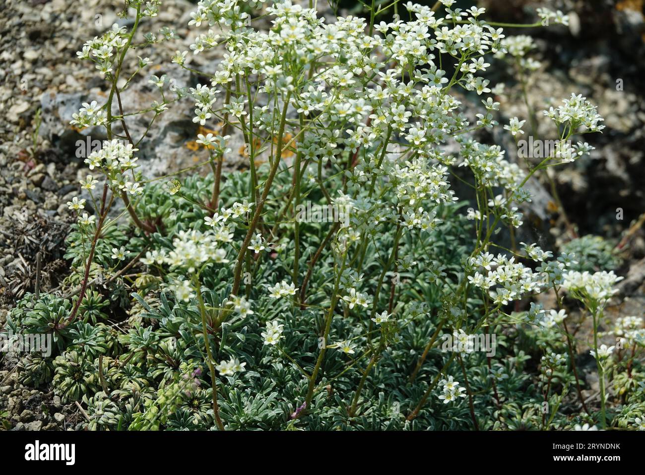 Crustata hi-res stock photography and images - Alamy