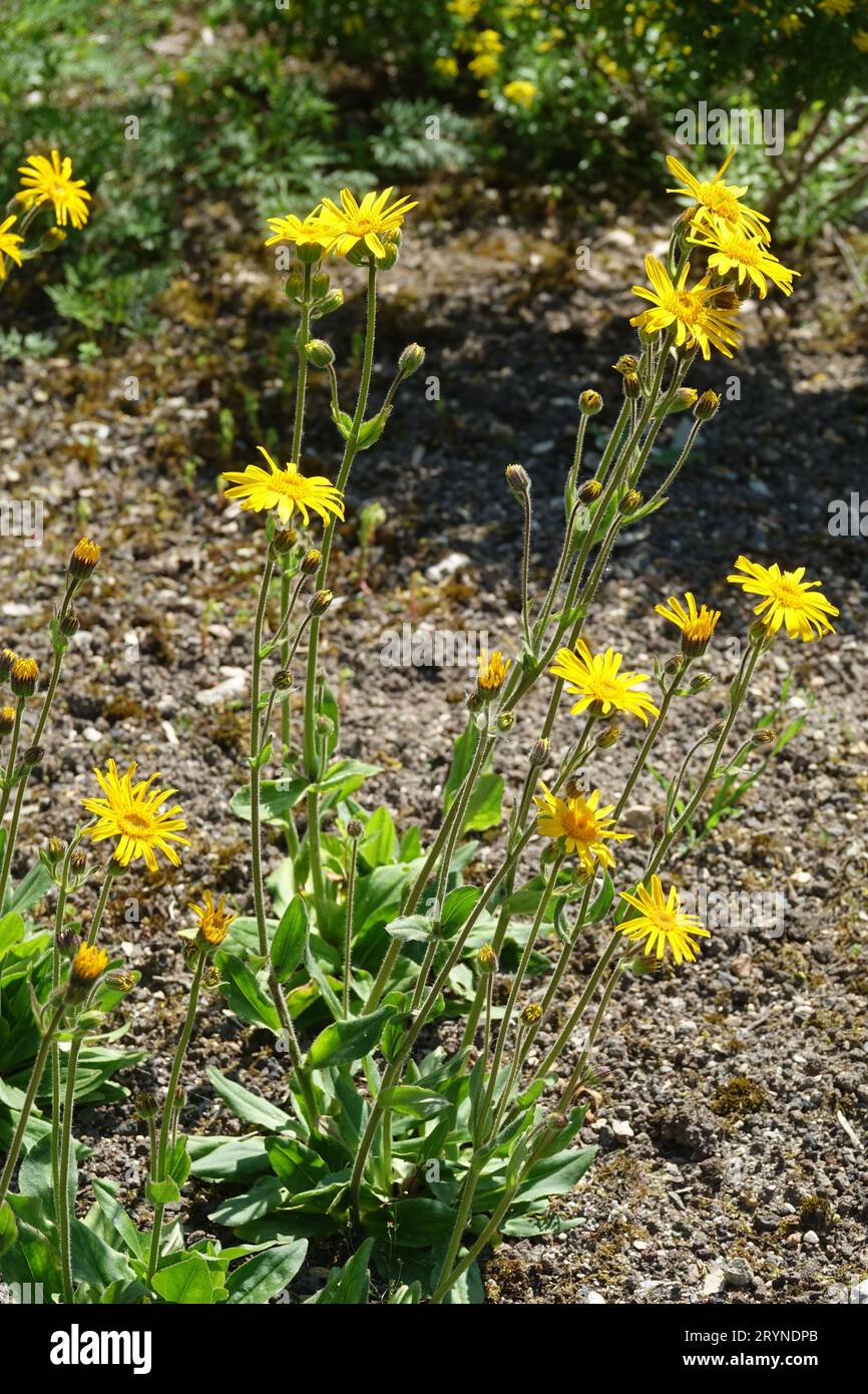 Mountain arnica montana flower hi-res stock photography and images - Alamy