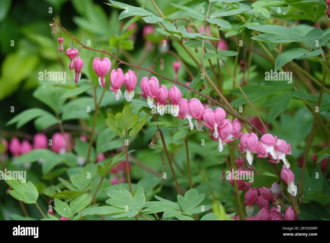 Dicentra spectabilis, bleeding heart Stock Photo - Alamy