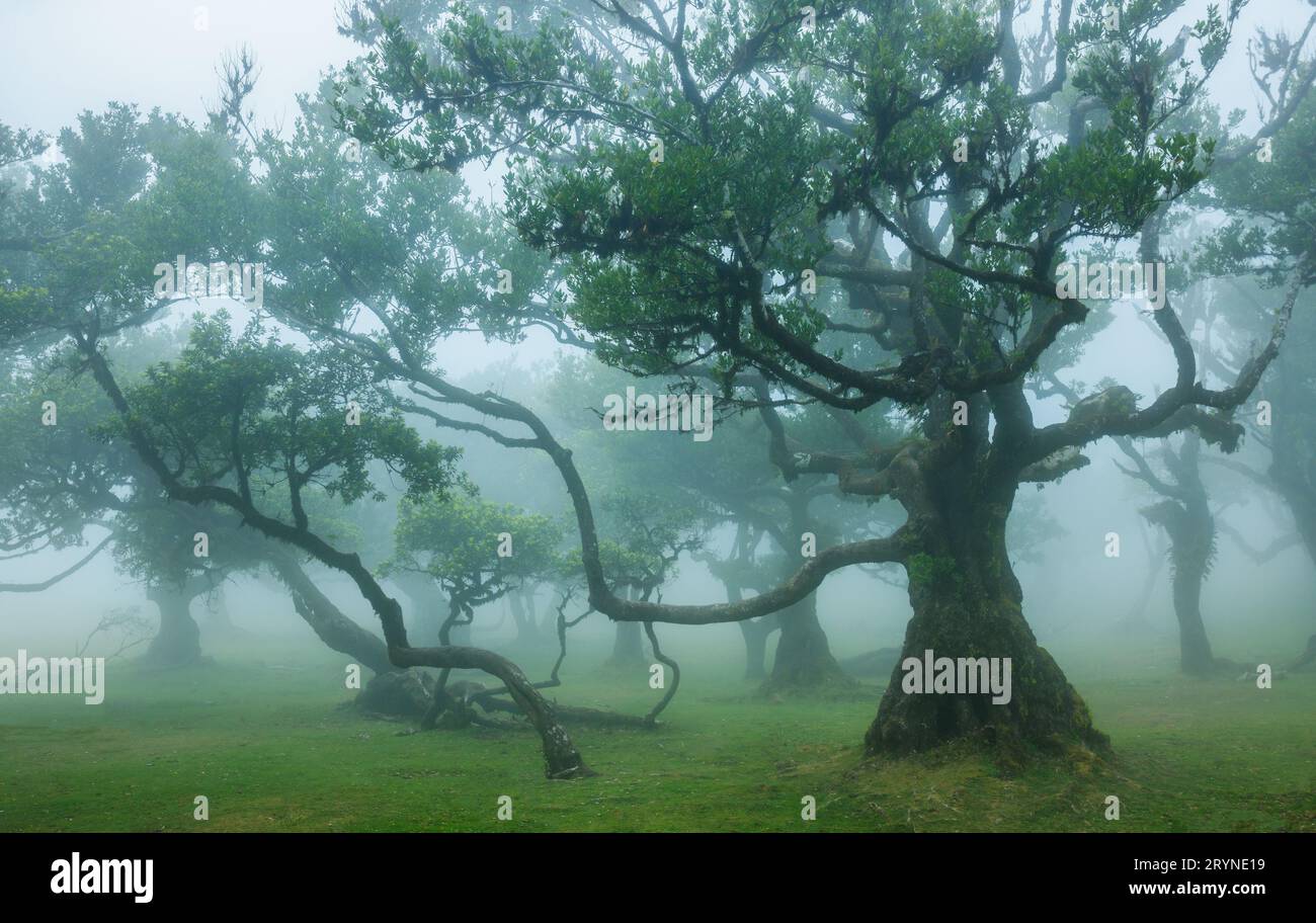 Fanal forest , old mystical tree in Madeira island, Unesco Stock Photo ...