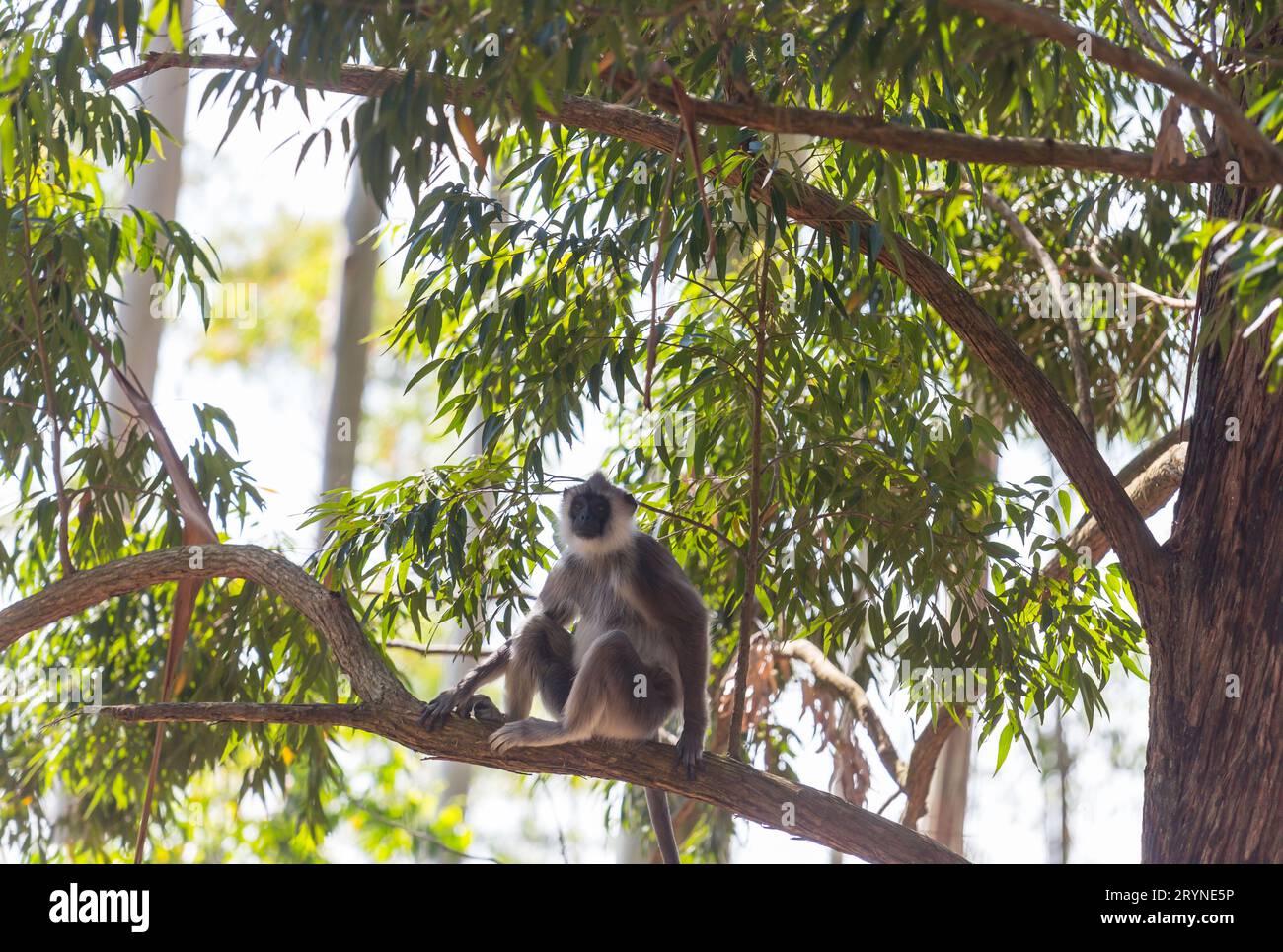 Monkey on Sri Lanka Stock Photo - Alamy