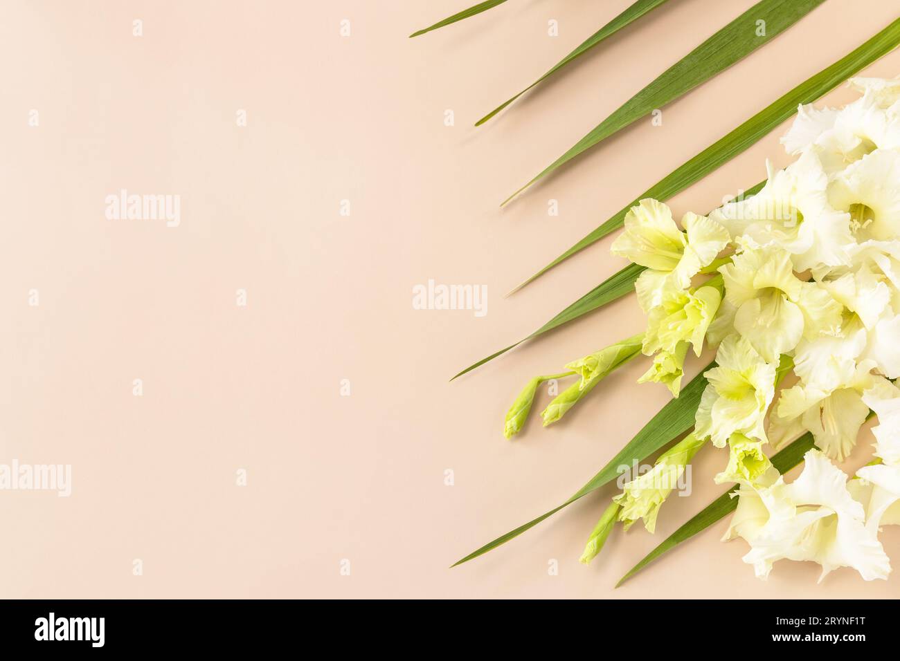 Minimal flowers background. Creative layout made of blooming white bud ...