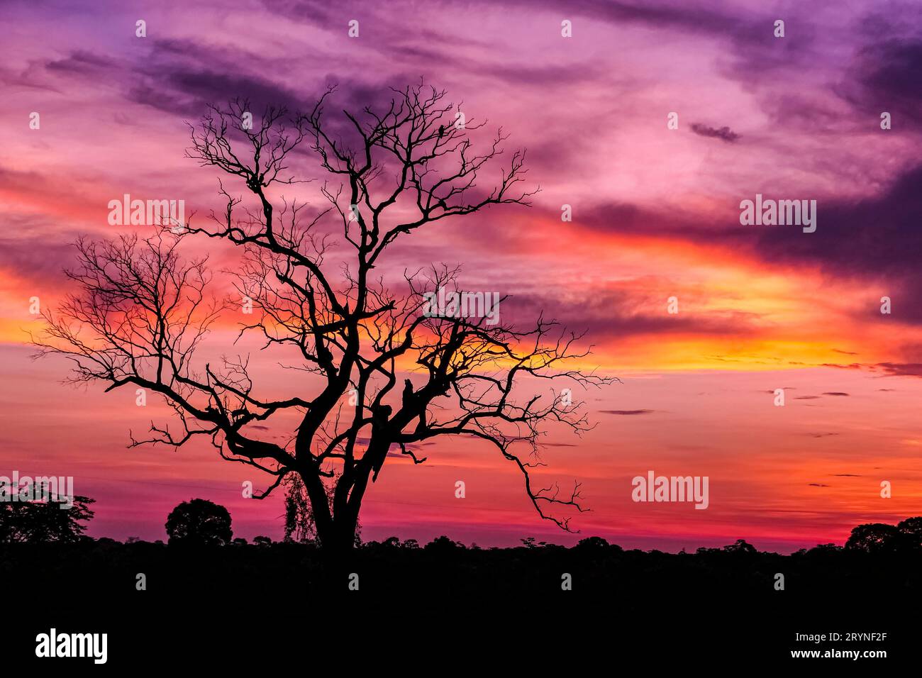 Pantanal brazil wetland sunset hi-res stock photography and images - Alamy