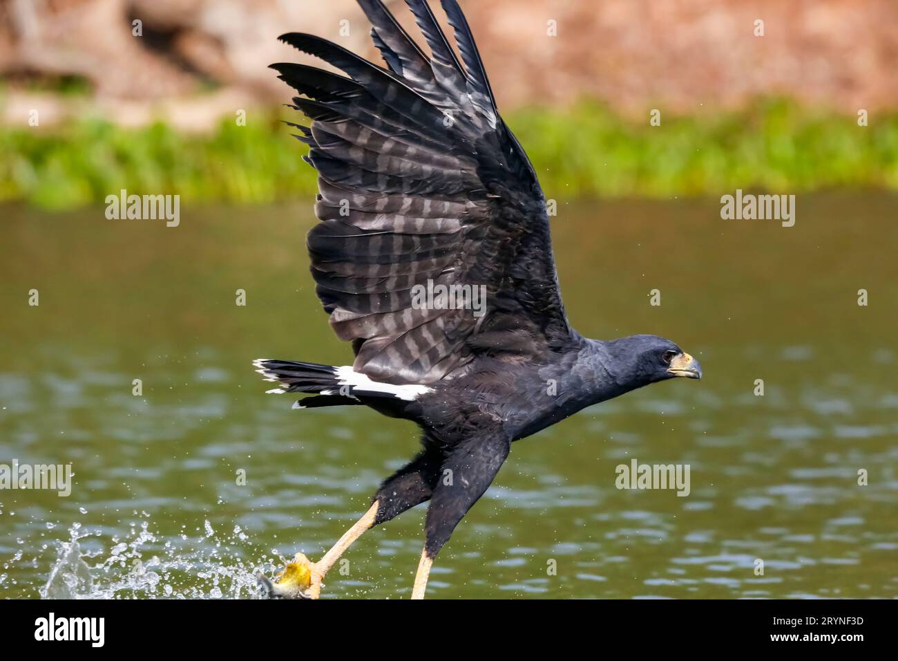 Great Black Hawk with a piranha in its claw in flight over a river ...