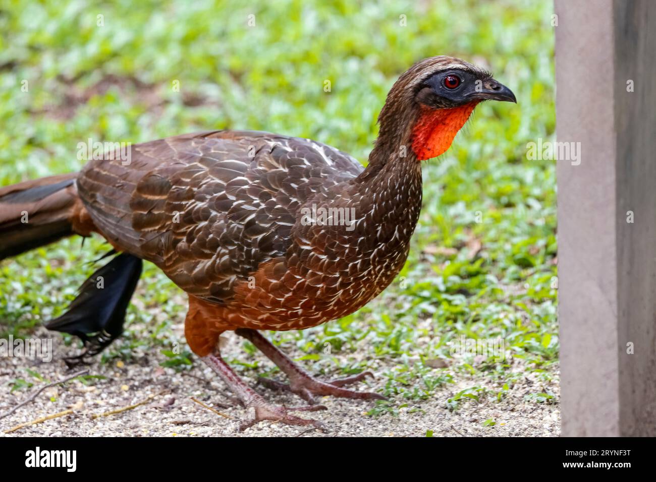 Brazilian chestnut hi-res stock photography and images - Alamy