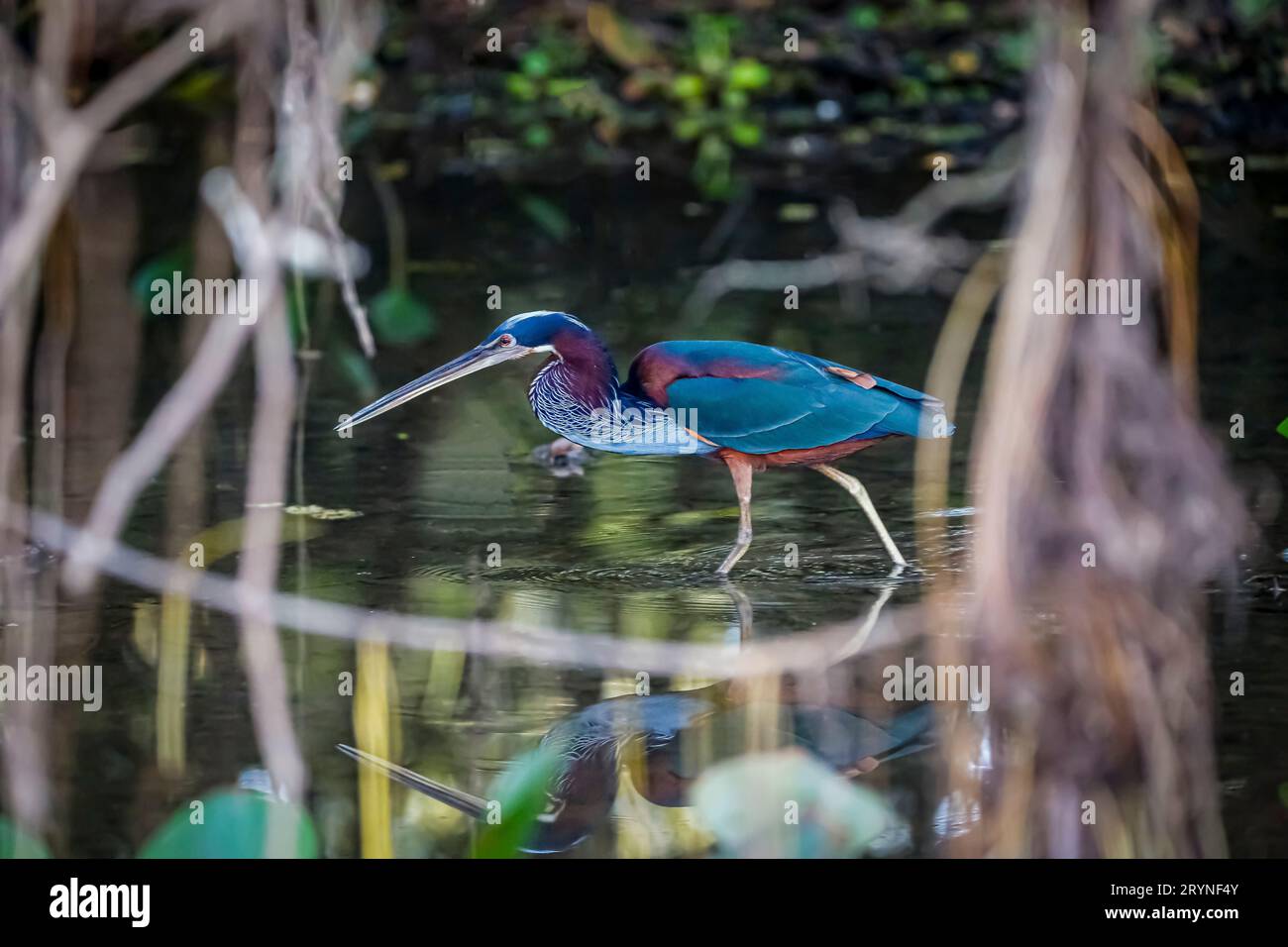 Close-up of a rare wonderful Agami Heron foraging in shallow water ...