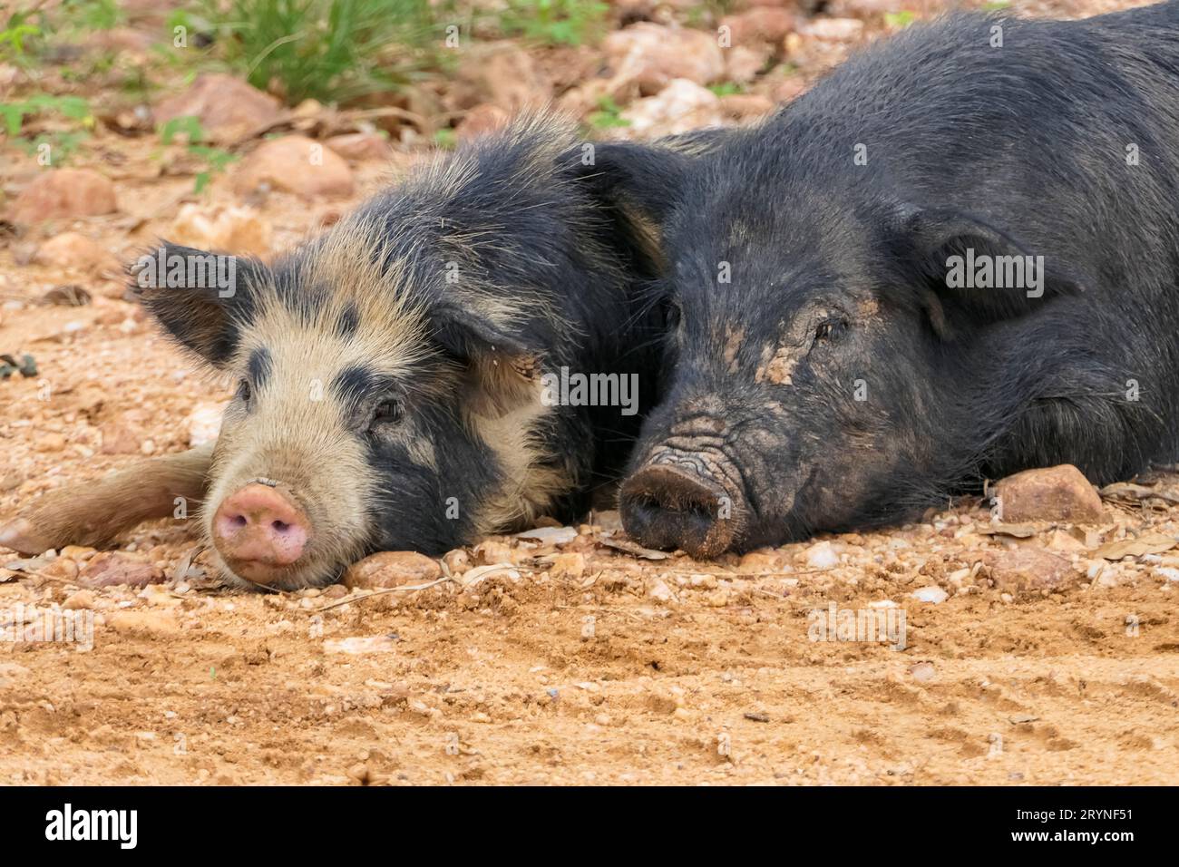 A pig couple resting close together in the dirt, facing camera ...