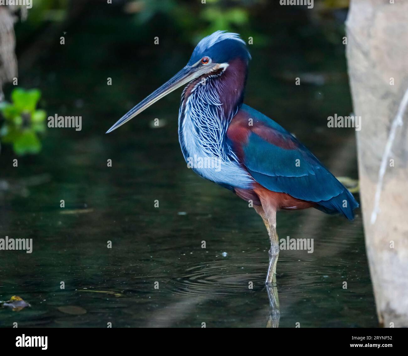 Close-up of a wonderful Agami heron foraging in shallow water, Pantanal ...