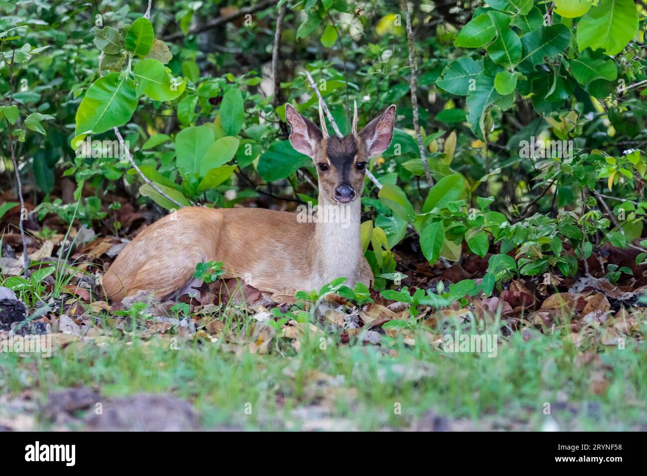 Red brocket, resting in the forest, facing camera, Pantanal Wetlands ...
