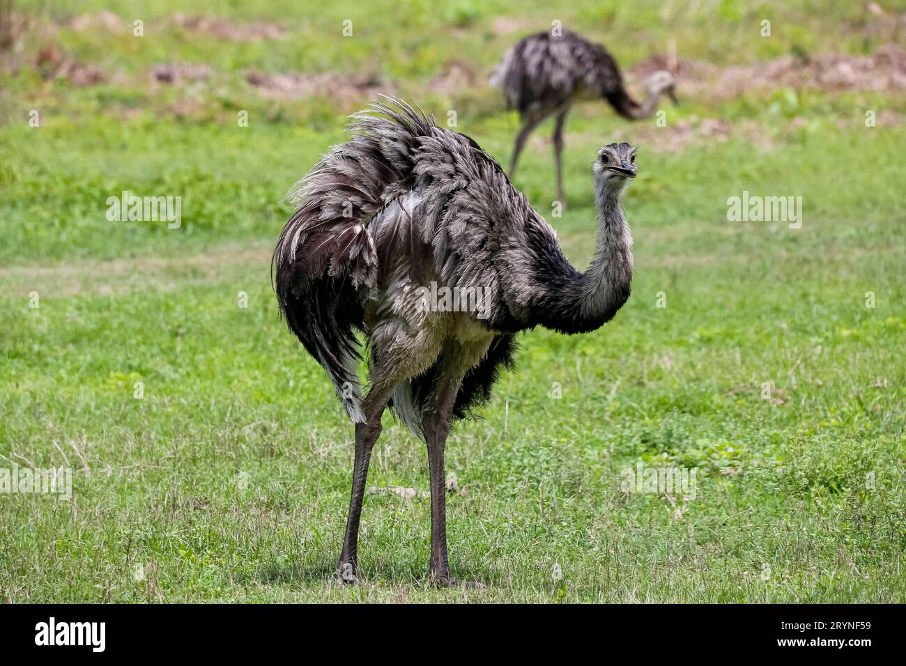 Rheas cerrado hi-res stock photography and images - Alamy