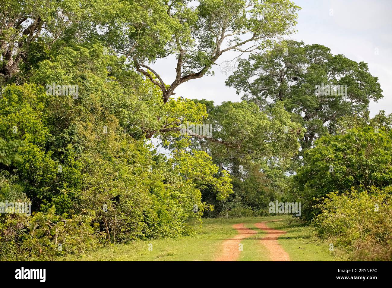 Typical cerrado tree hi-res stock photography and images - Alamy