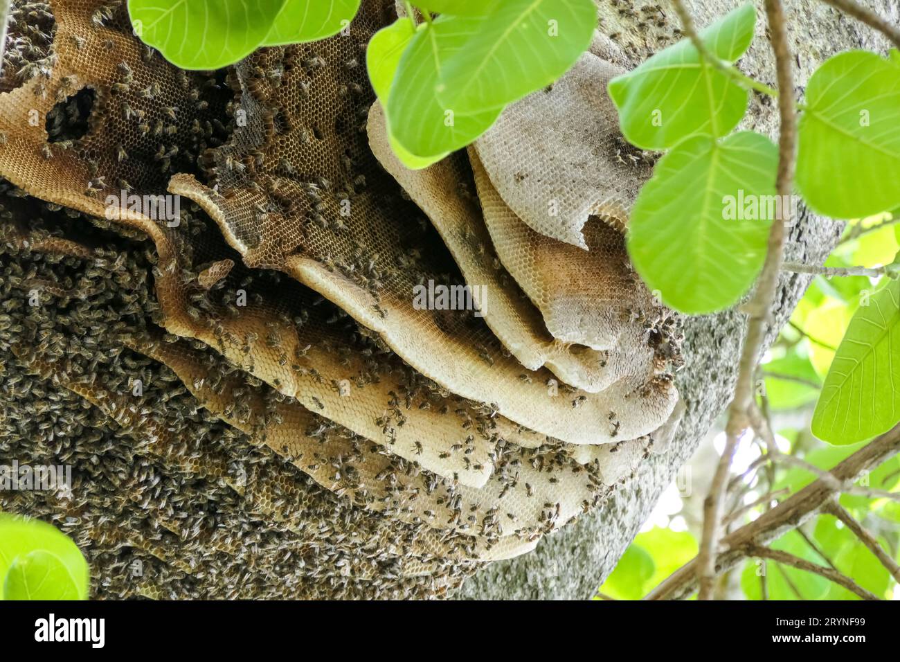 Close-up of a nest of Wild bees in a tree with green leaves, Pantanal ...