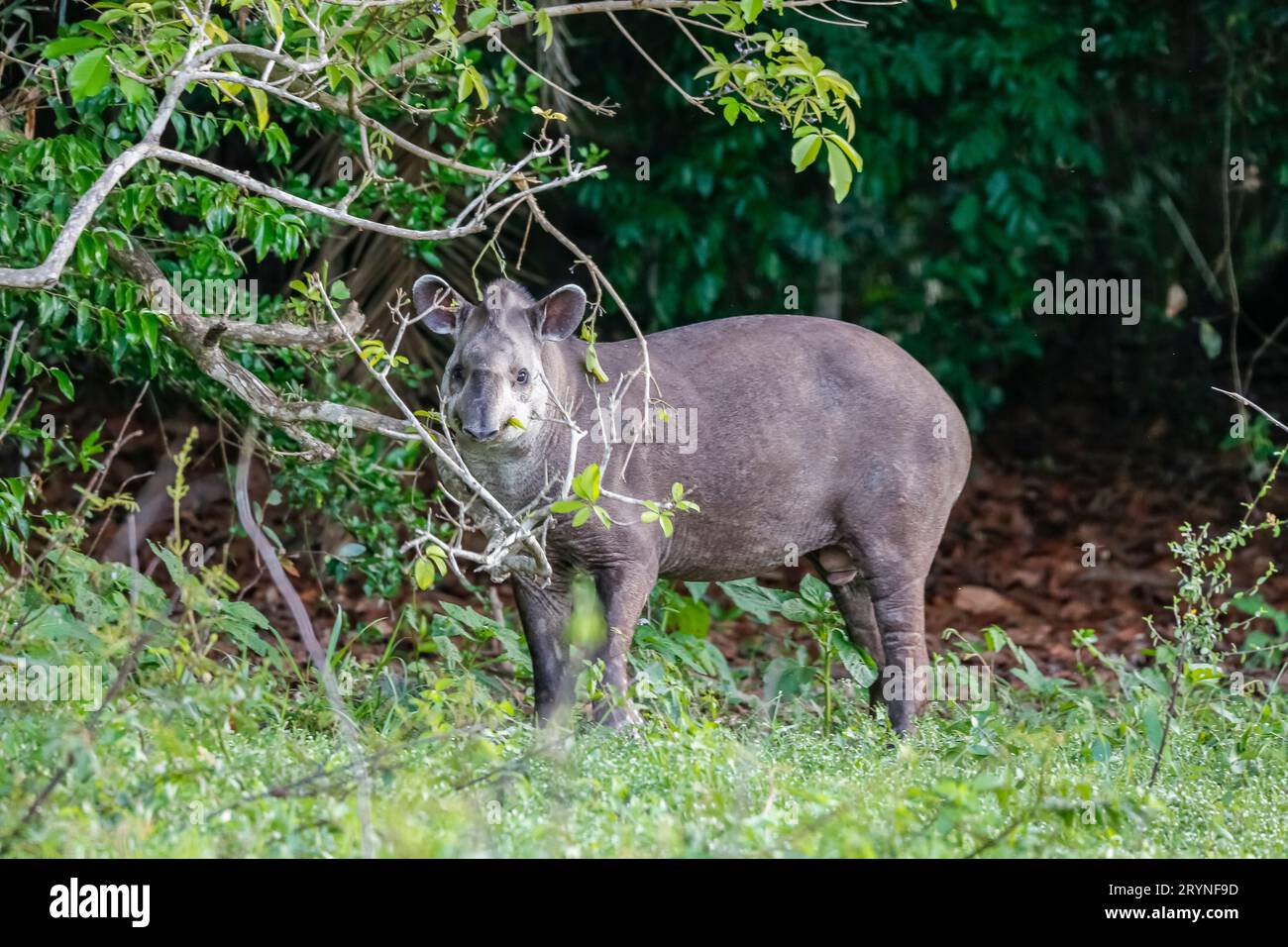 Tapir partly behind a bush at forest edge, facing camera, Pantanal ...