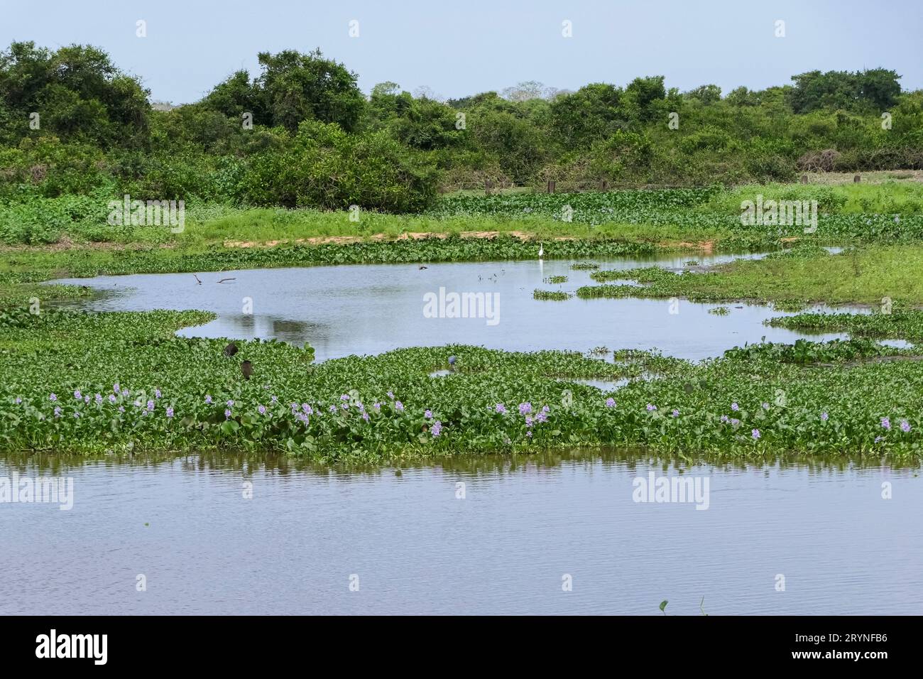 Aerial view of typical Pantanal landscape with lagoons, water plants ...