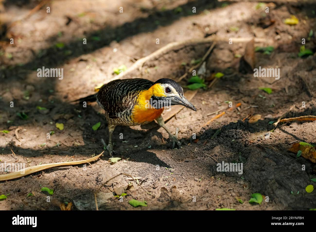 Colorful Campo Flicker searching for food in forest shadow, Pantanal ...