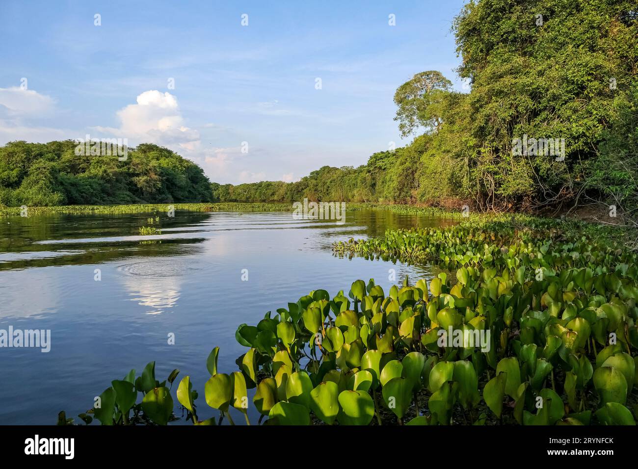 Typical Pantanal river scenery in afternoon light, sky reflected on ...
