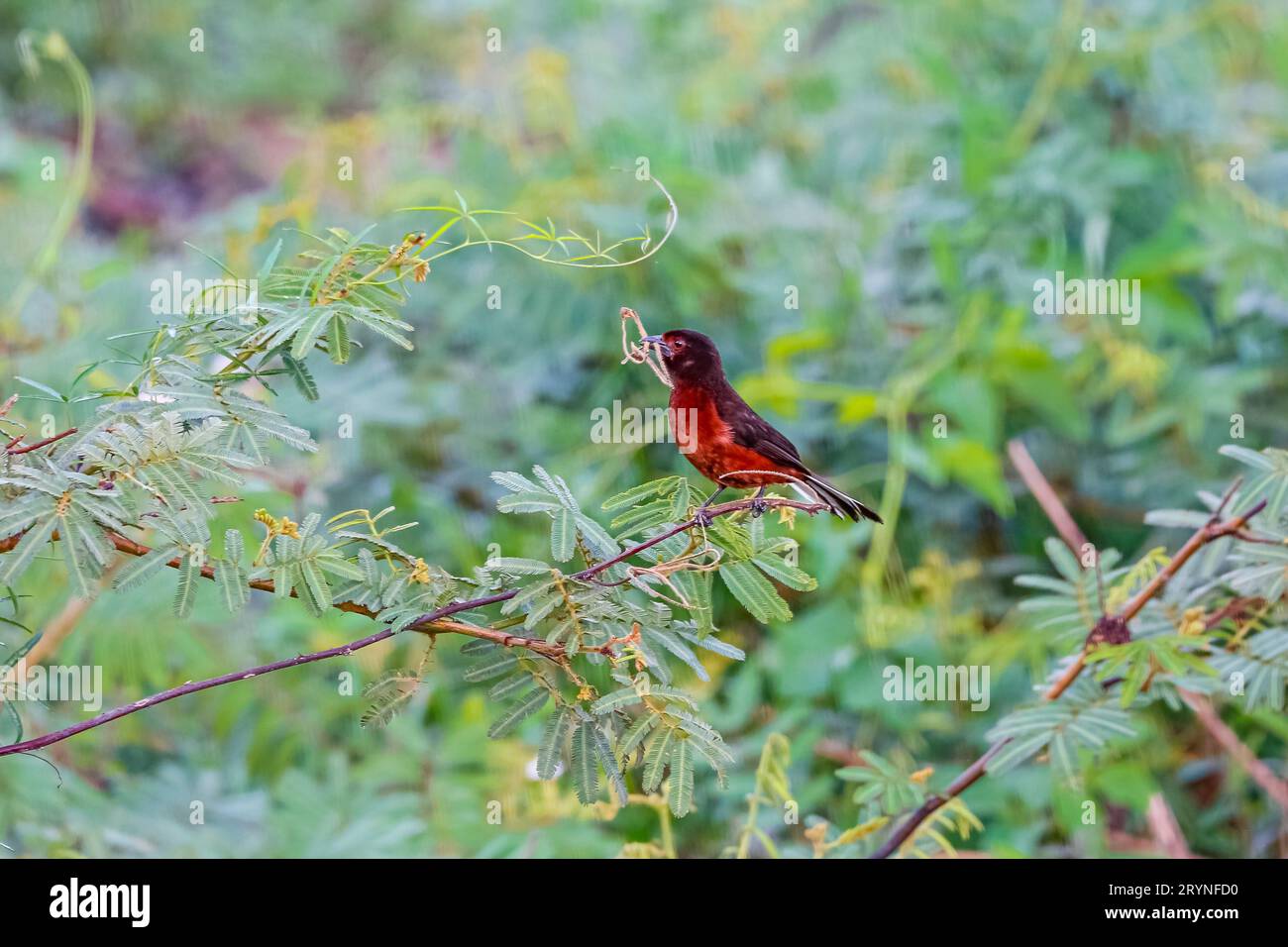 Silver-beaked Tanager on a twig with nest material in beak, Pantanal ...