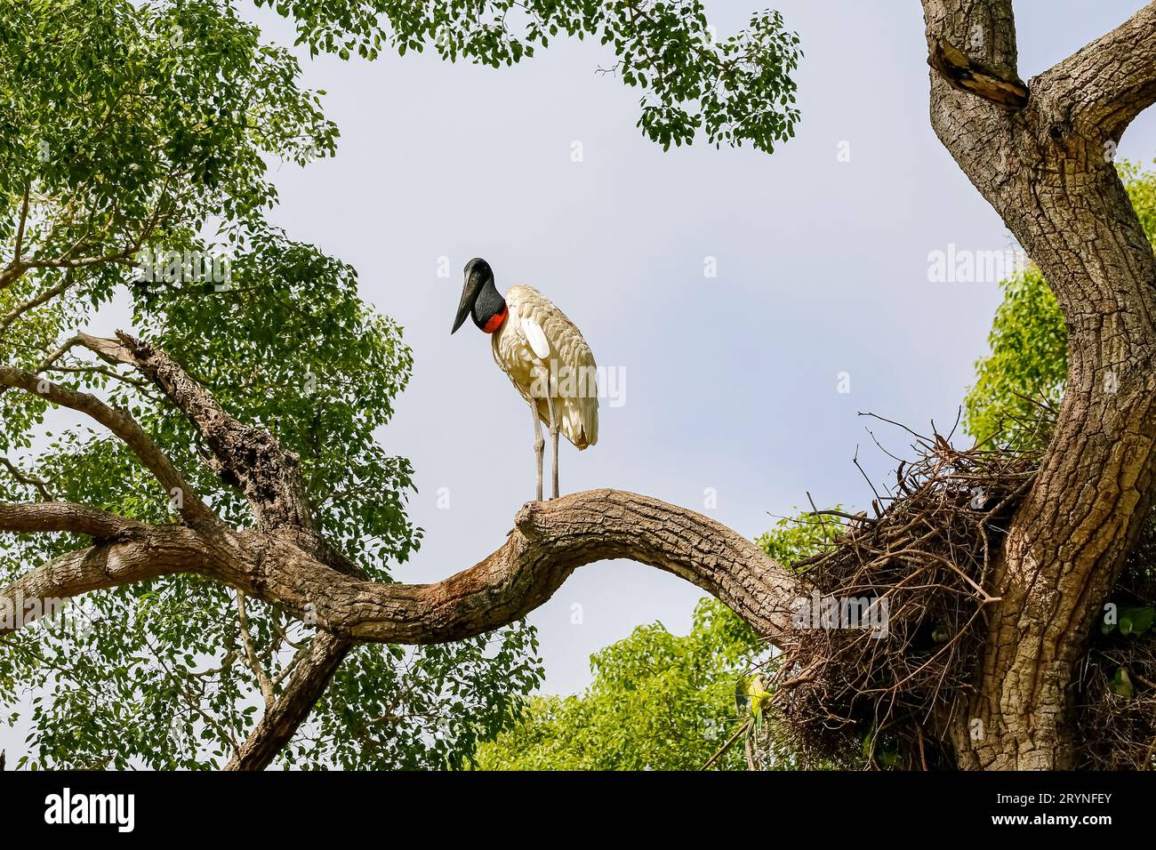 Jabiru stork on a tree branch beside its nest against blue sky ...