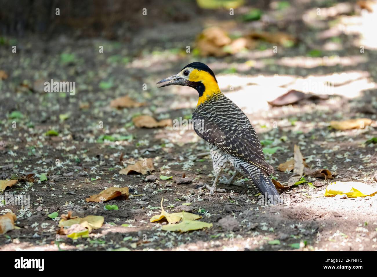 Colorful Campo Flicker searching for food in forest shadow, Pantanal ...