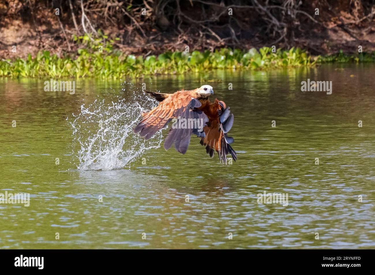 Black-collared Hawk just touched water surface to catch prey, rising up ...