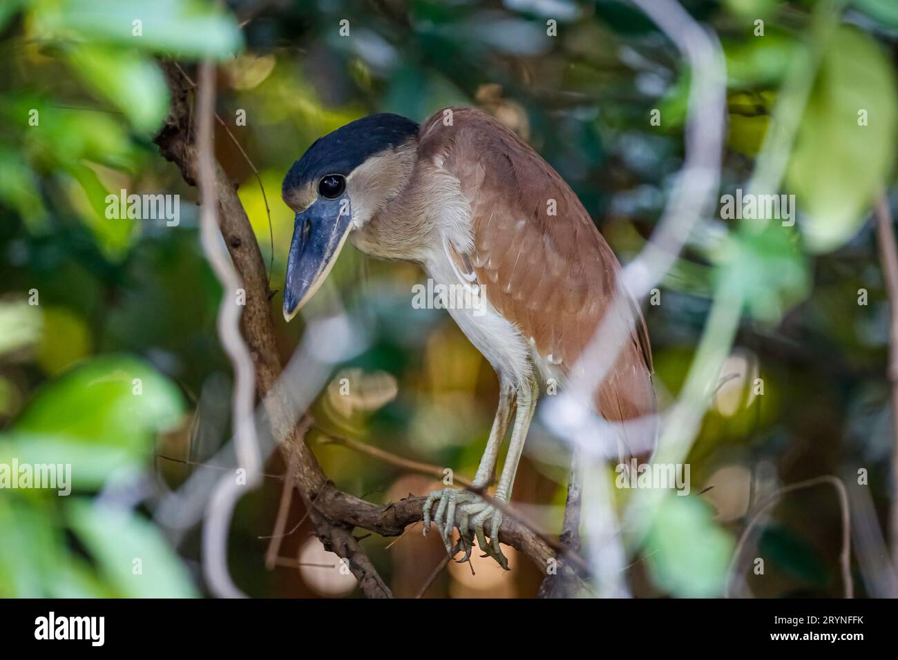 Boatbilled herons hi-res stock photography and images - Alamy