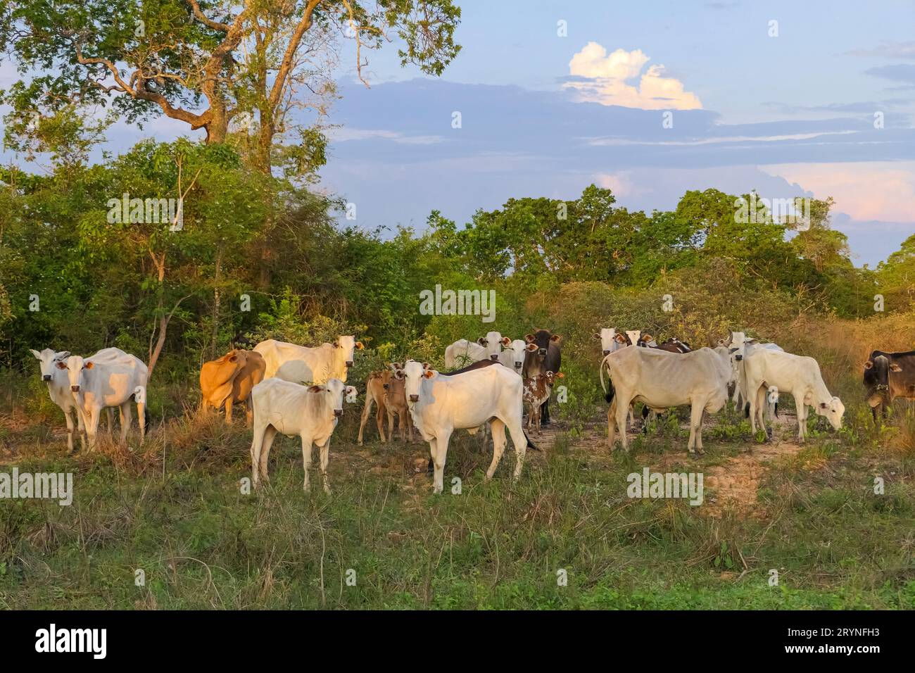 Typical Pantanal cattle standing in a green field, trees in background ...