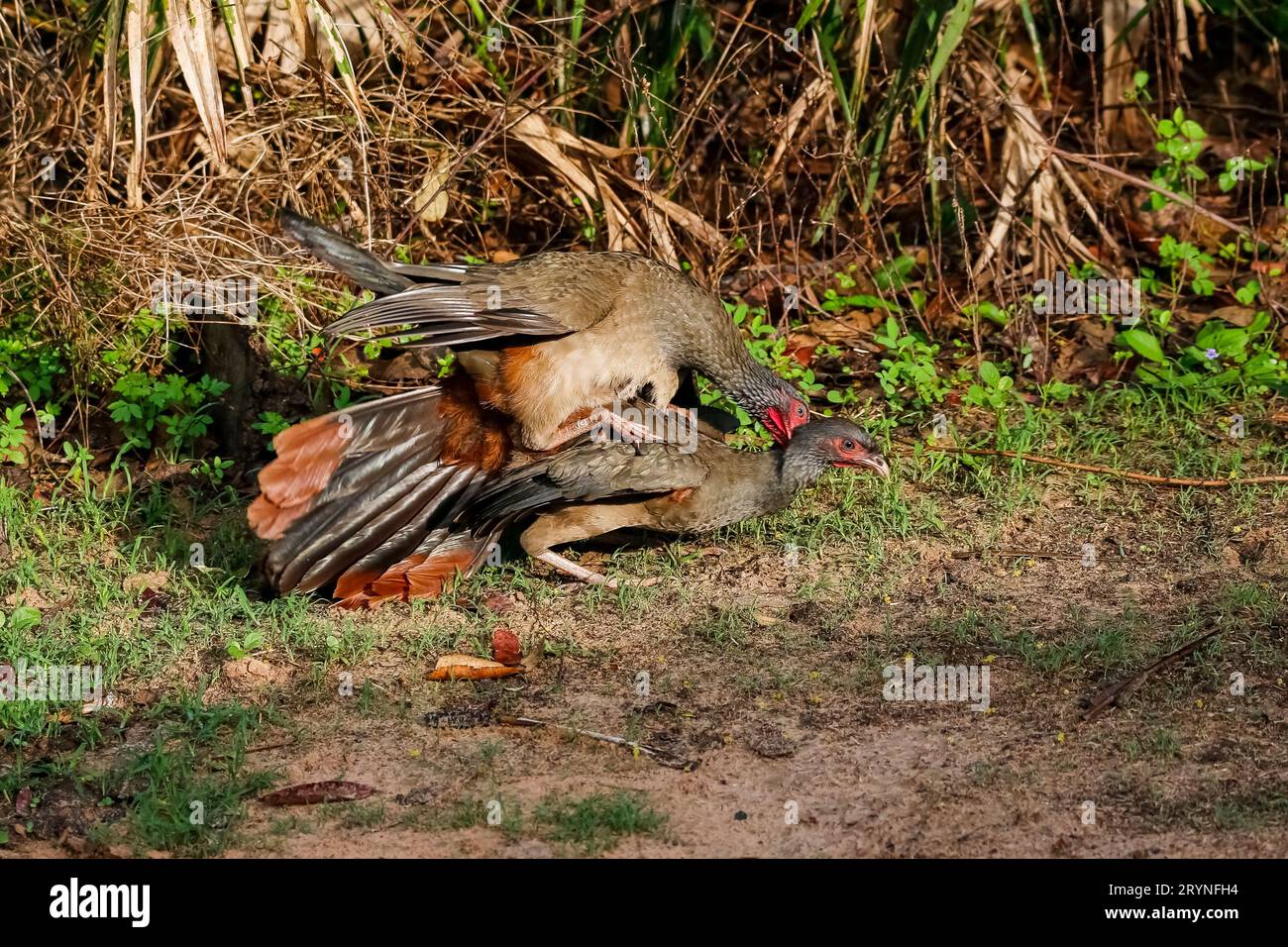 Mating of a Chaco chachalaca couple in the afternoon light, Pantanal Wetlands, Mato Grosso ...