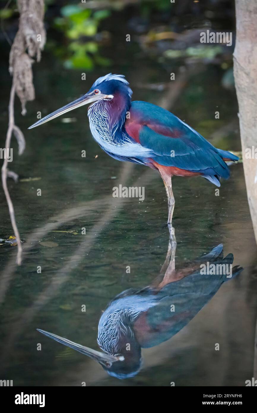 Close-up of a rare wonderful Agami Heron foraging in shallow water ...