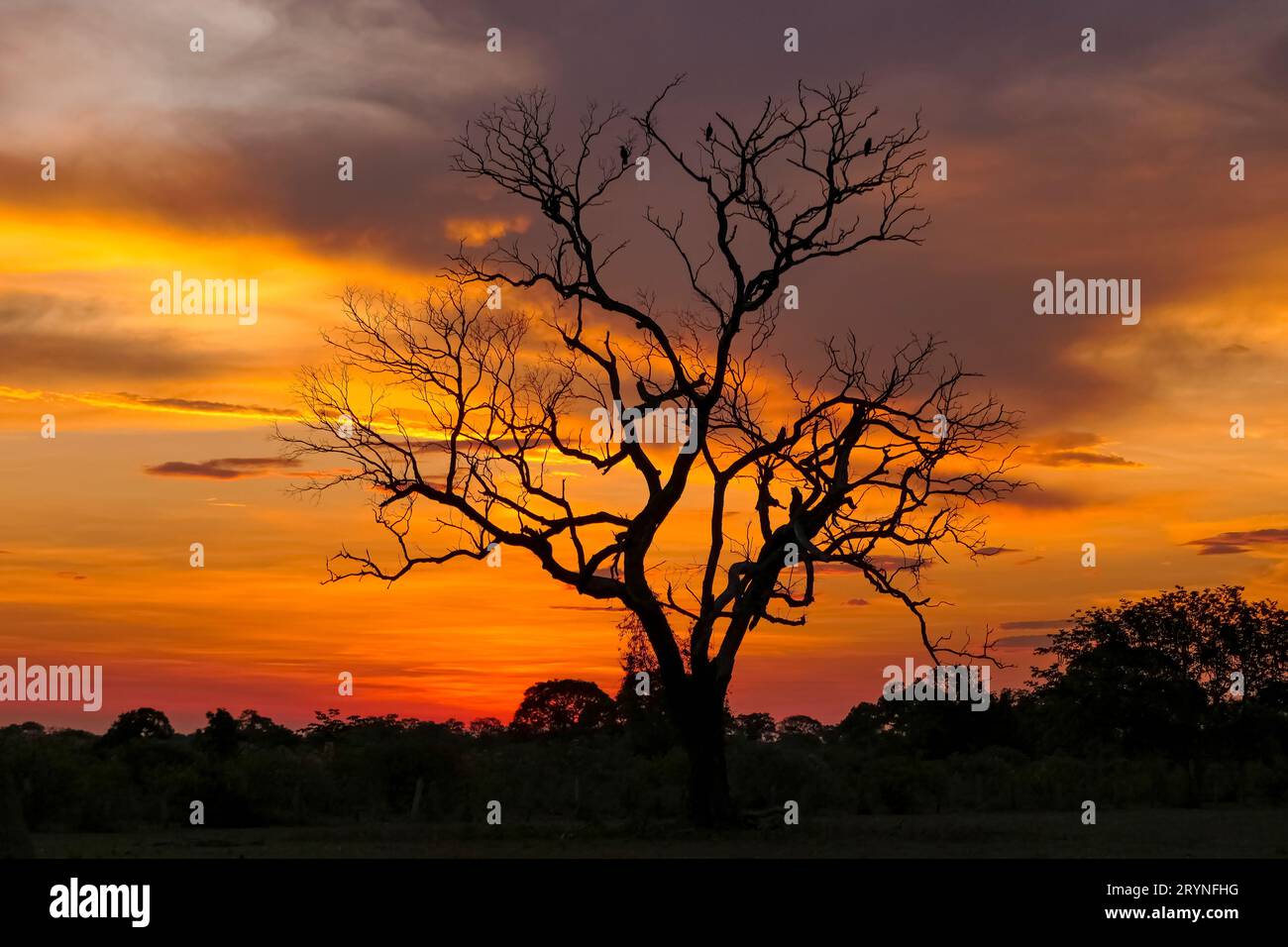 Dramatic colorful sunset sky with tree silhouette in the Pantanal ...