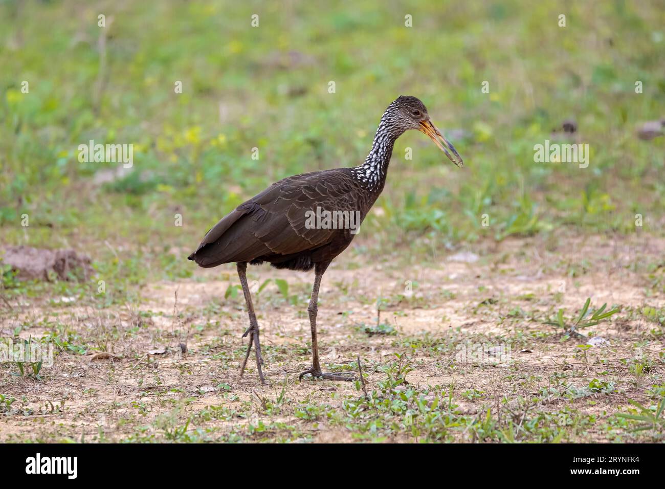 Side view of a Limpkin foraging on grassy ground, Pantanal Wetlands ...