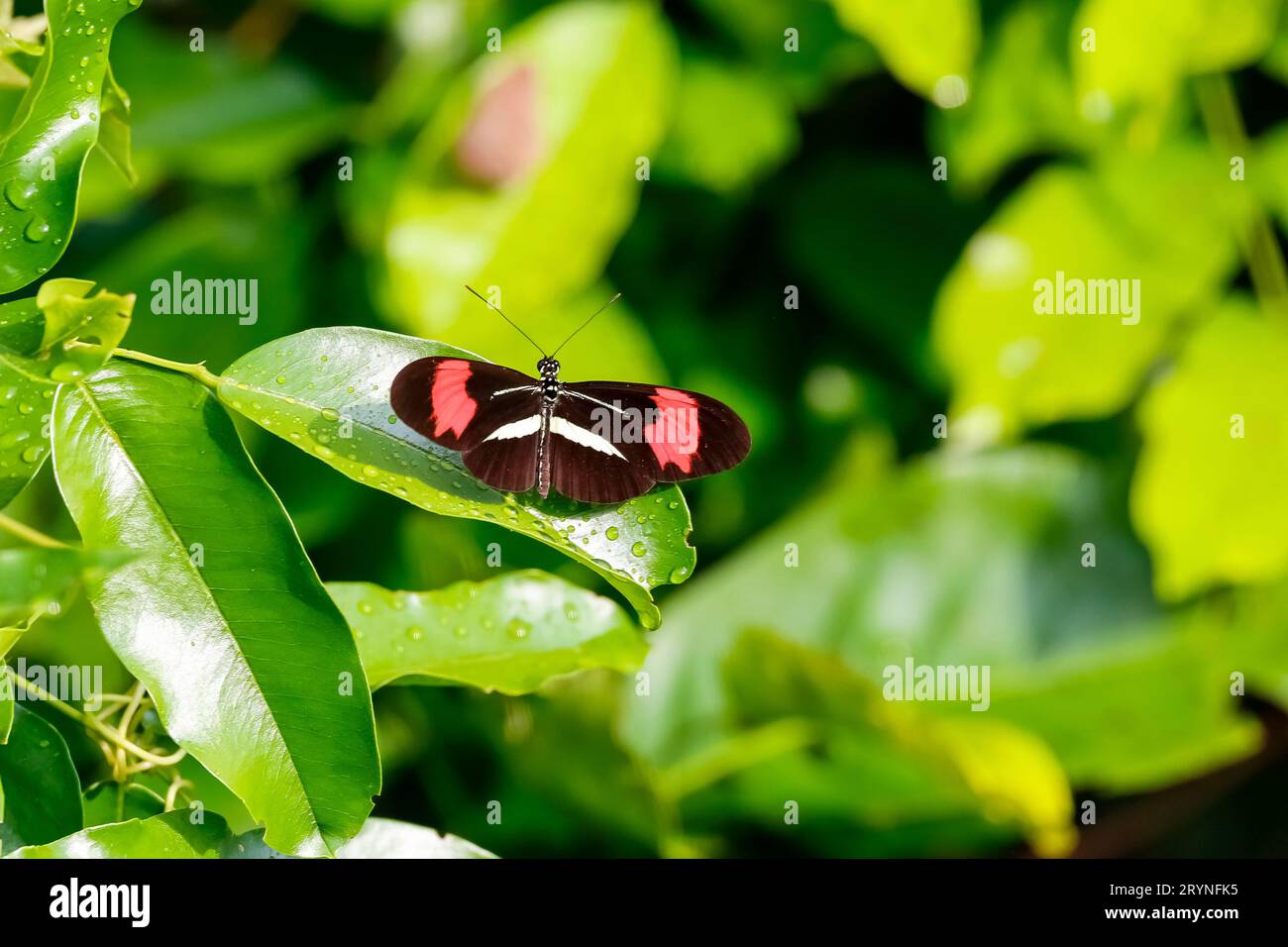 Small black, white, red colored Butterfly on a green leaf. Pantanal ...