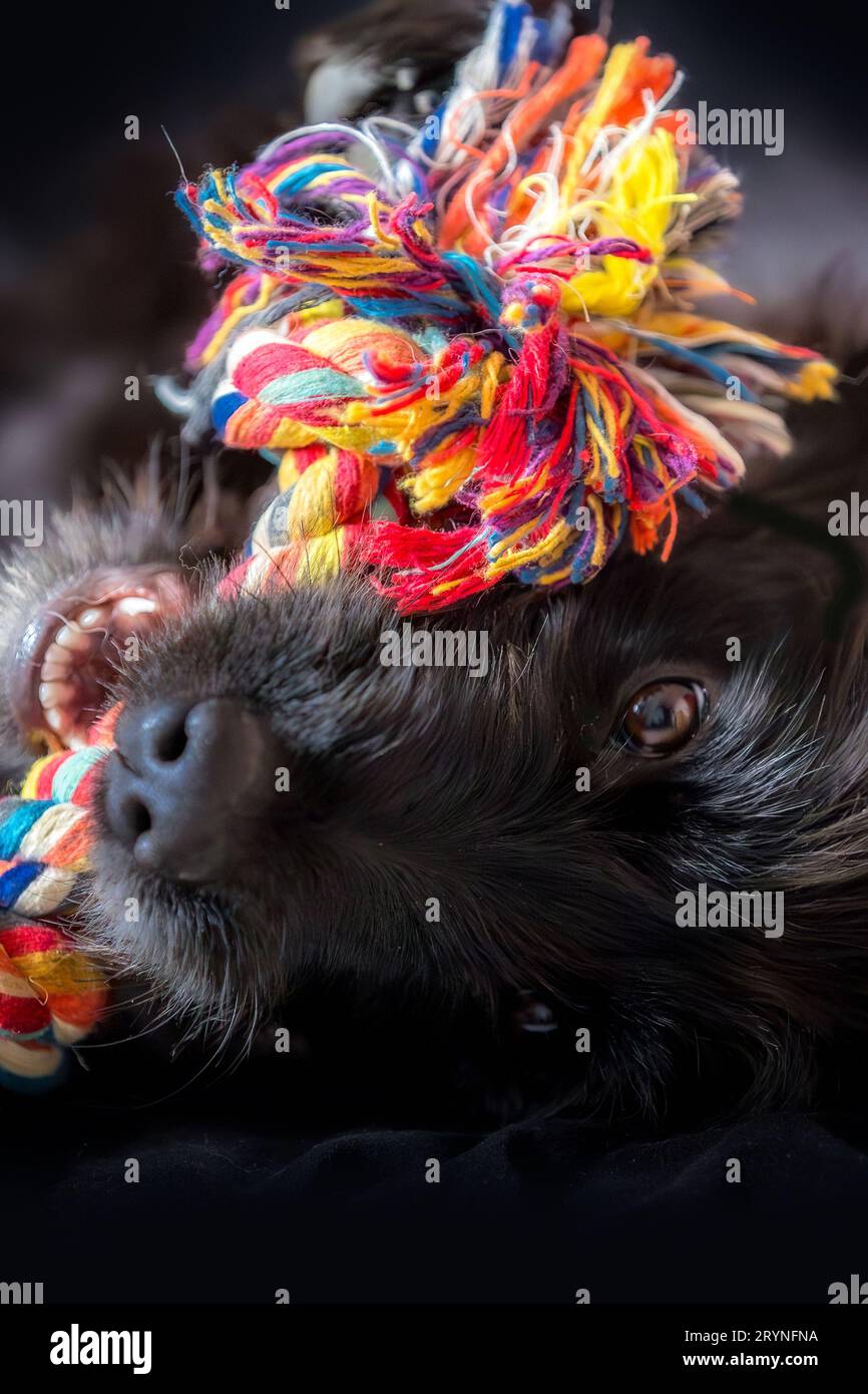 Puppy chewing toy hi-res stock photography and images - Alamy