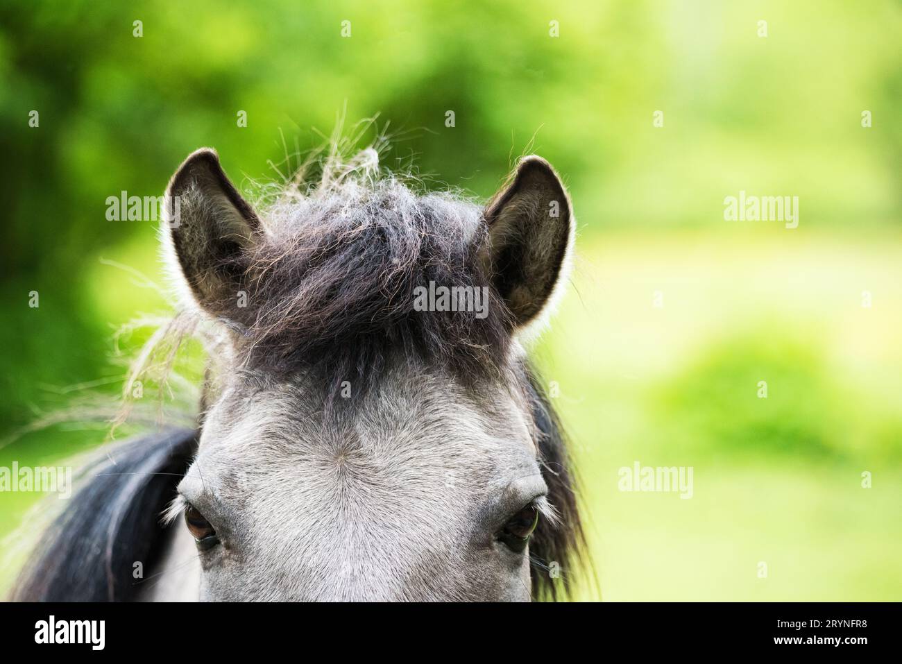 Vet close up hi-res stock photography and images - Alamy