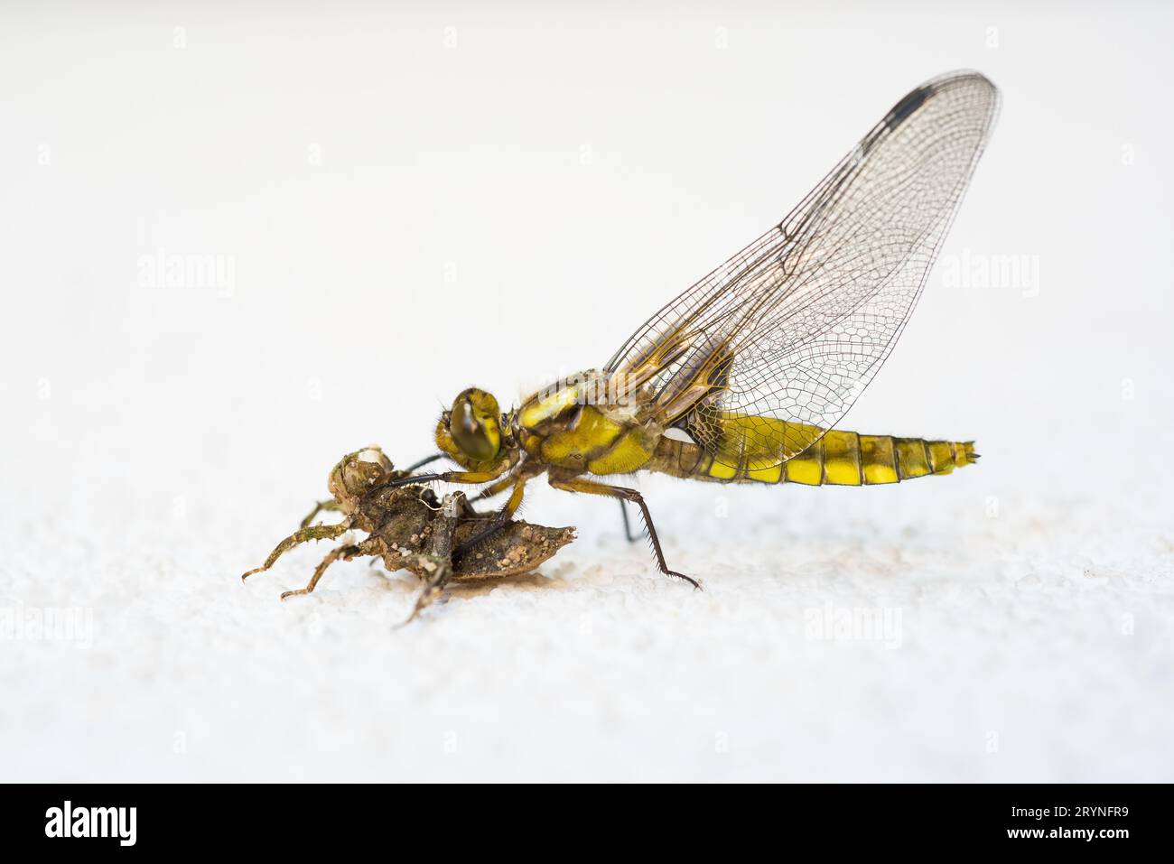 Dragonfly come house hi-res stock photography and images - Alamy