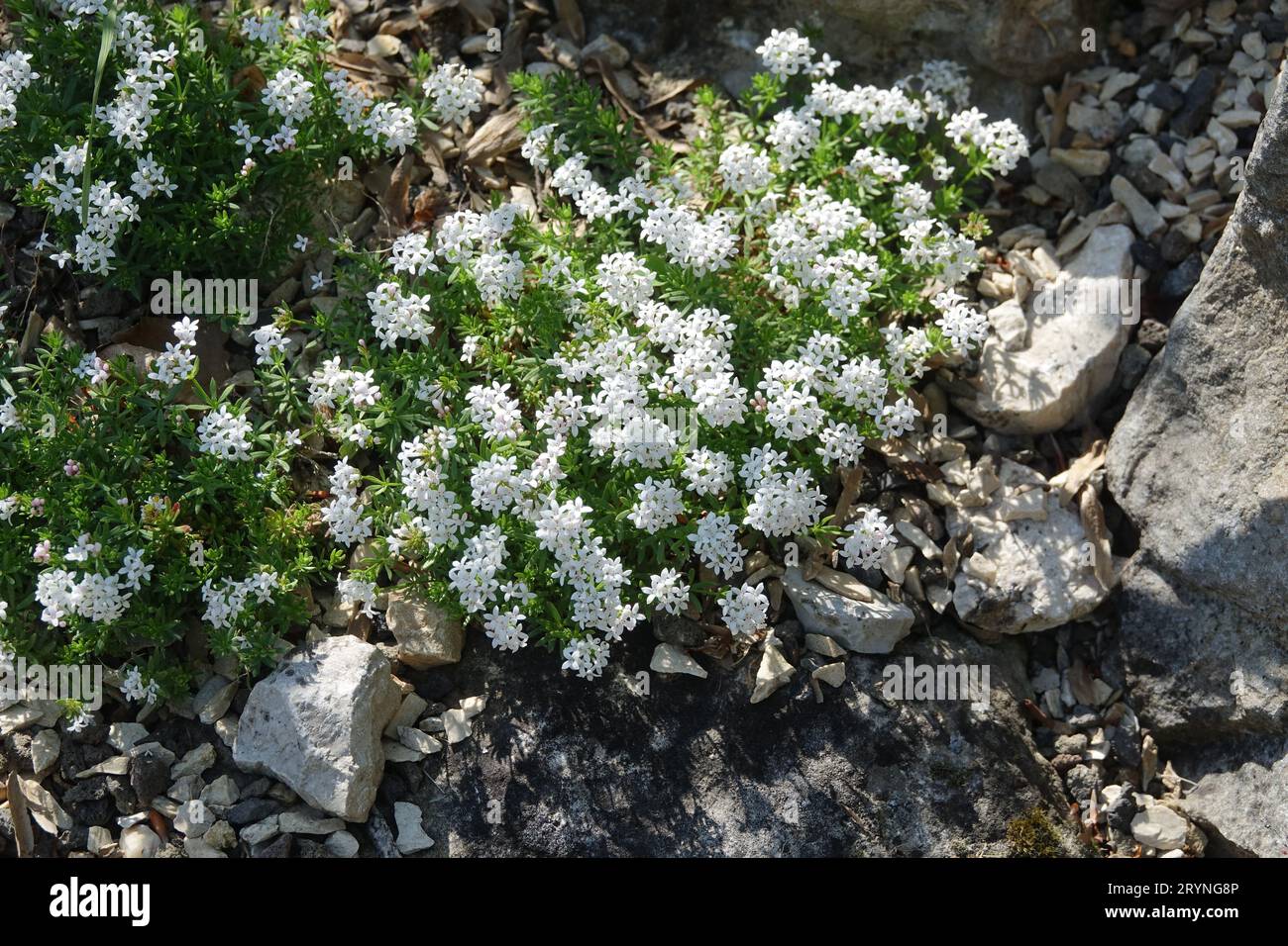 Asperula hexaphylla, woodruff Stock Photo - Alamy