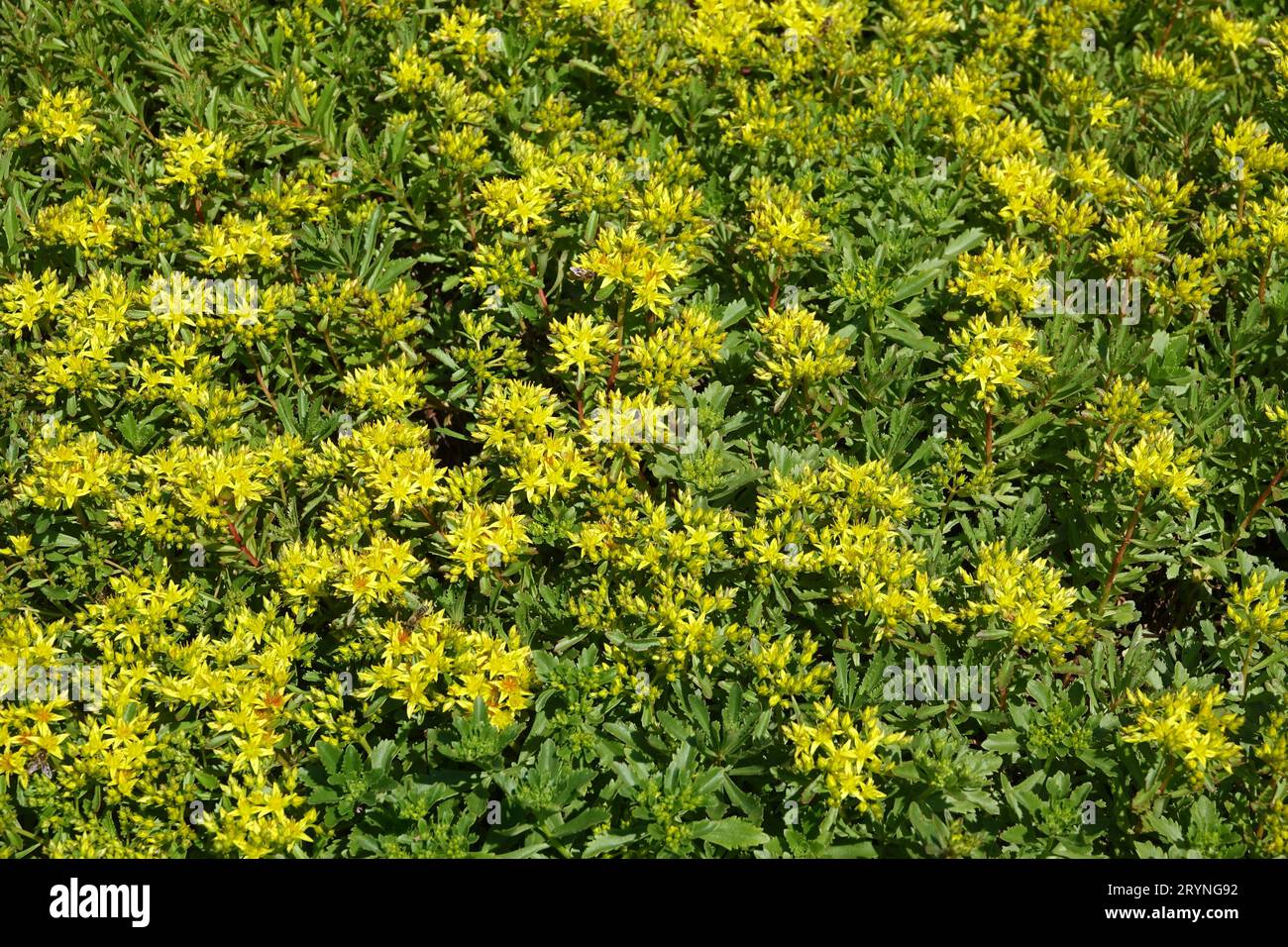 Sedum kamtschaticum, Kamtschatka sedum, Russian stonecrop Stock Photo ...
