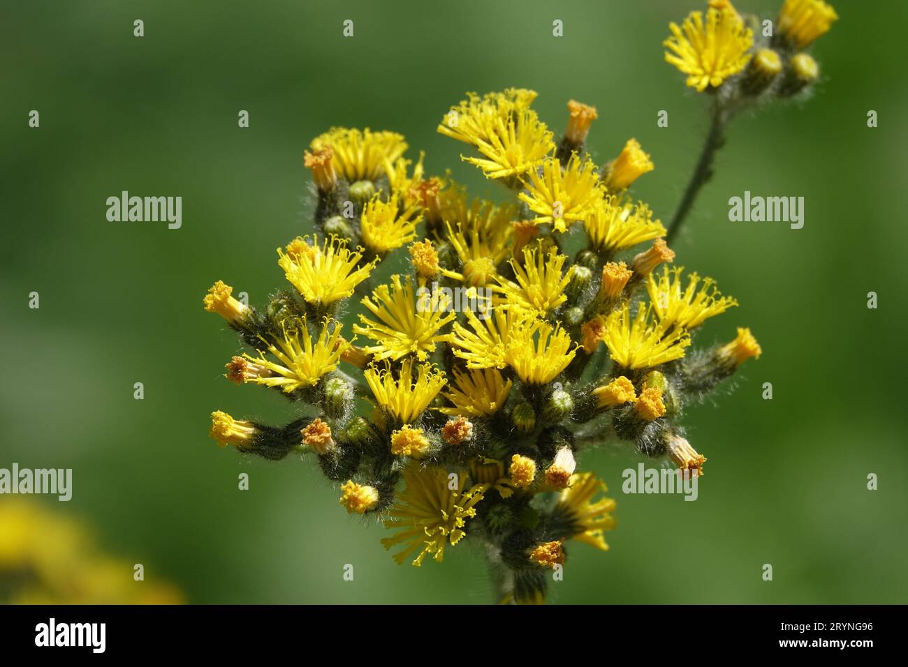 Ta uschendes hi-res stock photography and images - Alamy