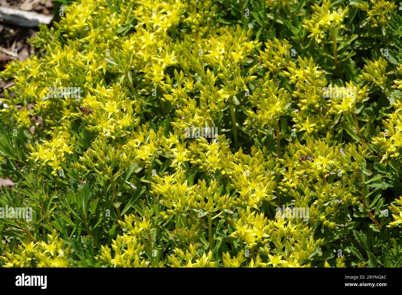 Sedum kamtschaticum, Kamtschatka sedum, Russian stonecrop Stock Photo ...