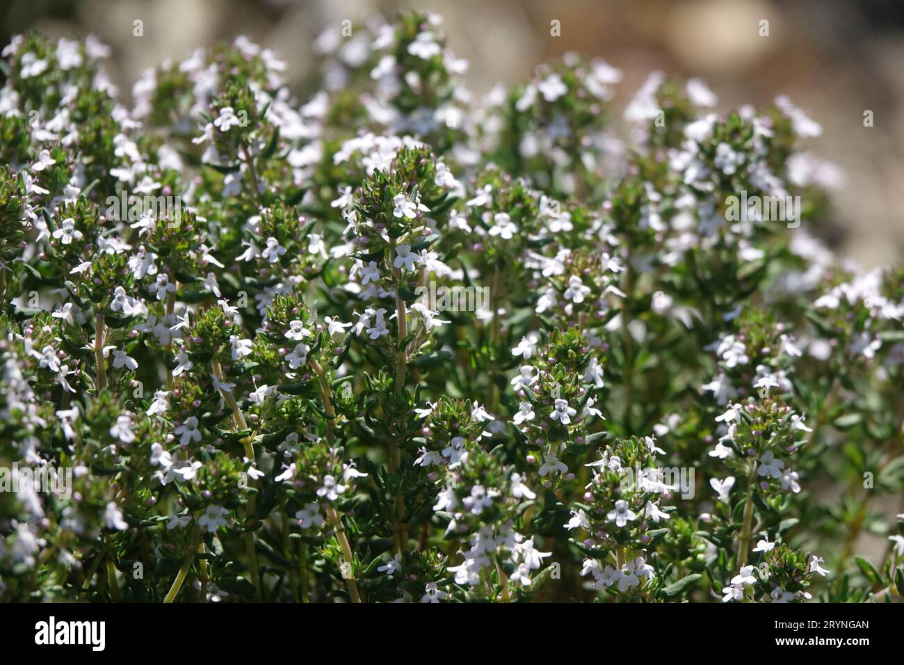 Thymus tiflisiensis hi-res stock photography and images - Alamy